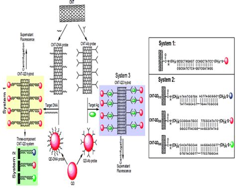 Sensors Free Full Text Recent Advances In Nanotechnology Applied To Biosensors