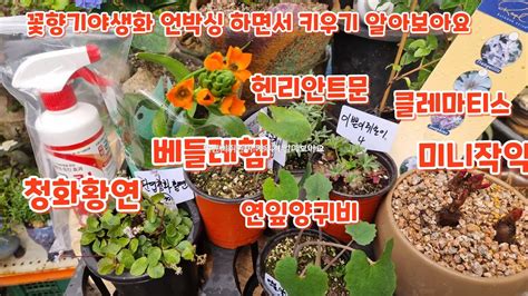헨리안트문 이쁜이쥐손이 청화황연 베들레헴 미니작약 연잎양귀비 클레마티스 꽃향기야생화 언박싱 Youtube