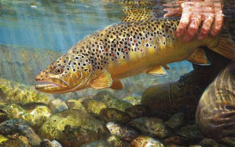 Quick Brown Fox Sporting Classics Daily