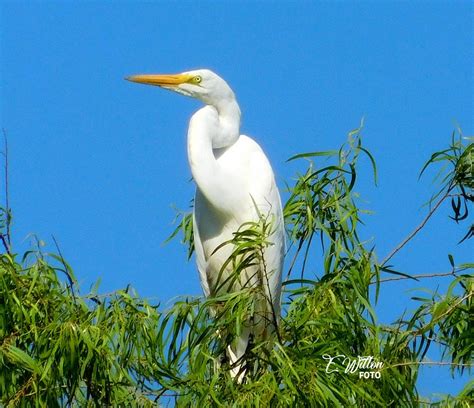 Garza Blanca Ardea Alba Ecoregistros