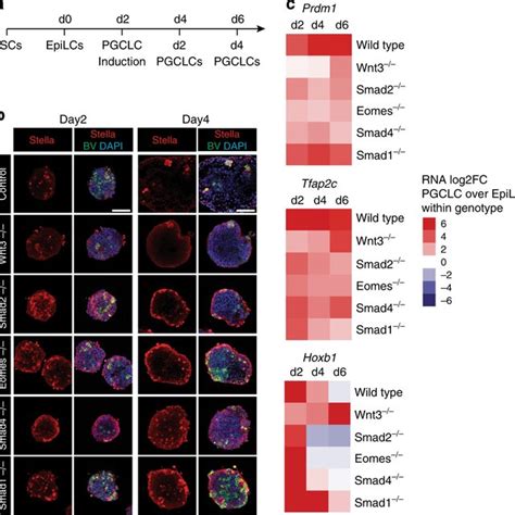 Abilities Of Mutant Es Cells Lacking Nodalbmpsmad Pathway Components