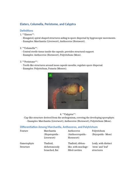 Elaters Columella Peristome Calyptra Pdf Moss Plants
