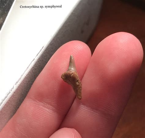 Cretoxyrhina Symphyseal Tooth Member Collections The Fossil Forum