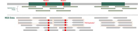 Target Capture Multiplex Pcr Vs Hybridization Capture Celemics Inc