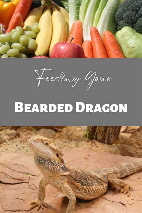 Feeding Your Bearded Dragon Bearded Dragon Bearded Dragon Feeding