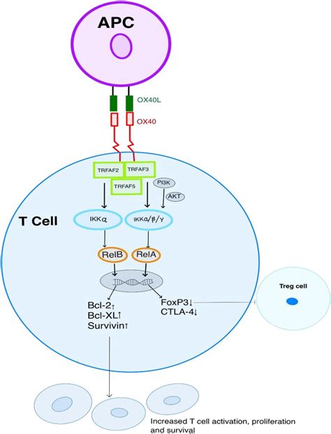 Ox40ox40 Ligand And Its Role In Precision Immune Oncology Pmc