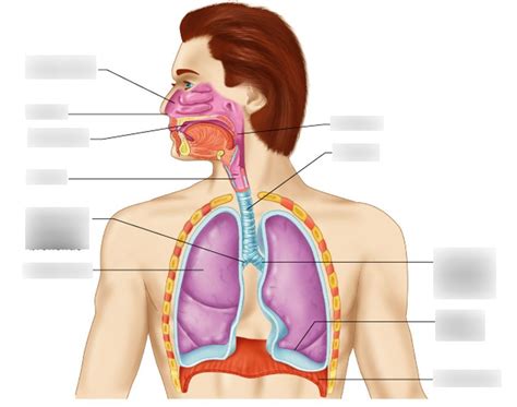 Lecture Exam 4 Diagram Quizlet