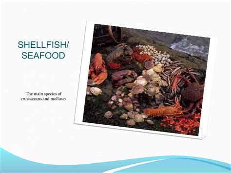 Shellfish Ppt
