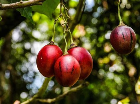 Complete Guide To Planting Tree Tomatoes Tips And Care
