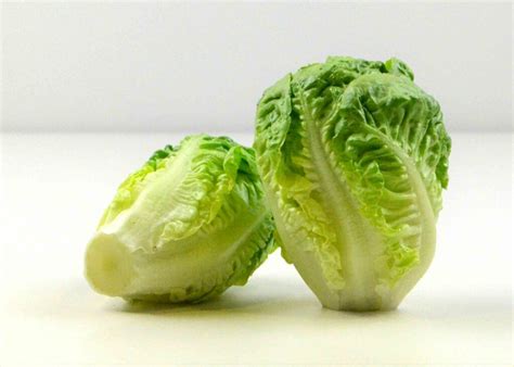 Lechuga Little Gem Ramiro Arnedo Semillas