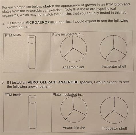 Solved For Each Organism Below Sketch The Appearance Of