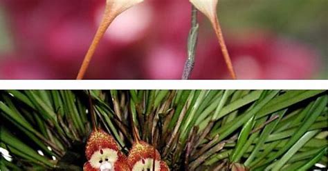 Monkey Orchids Imgur