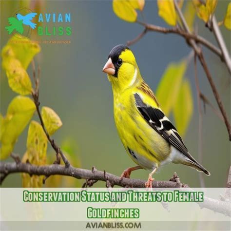 Female Goldfinch Identification Behavior Nesting And Feeding Habits