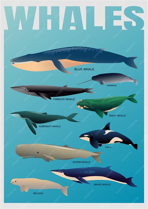 Ilustración Aislada De Varios Tipos De Ballenas En Un Conjunto Vector