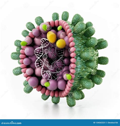 Hepatitis B Virus Structure