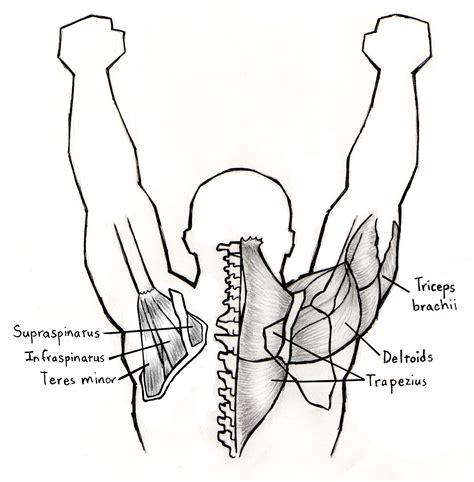 The Best Exercise For Strengthening Your Shoulders Huffpost Life
