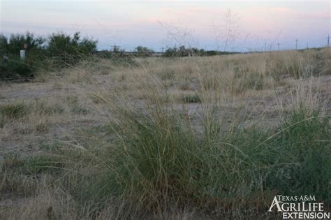 Plants Of Texas Rangelands Switchgrass