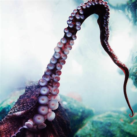 Protosomes Earths First Ancient Monsters To Rise From The Deep