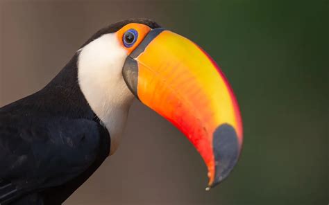 8 Toco Toucan Facts A Colorful Bird Of South Birdserenity