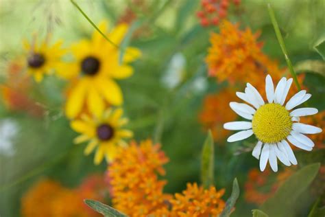 45 Common Types Of Minnesota Wildflowers Including Photos Mich