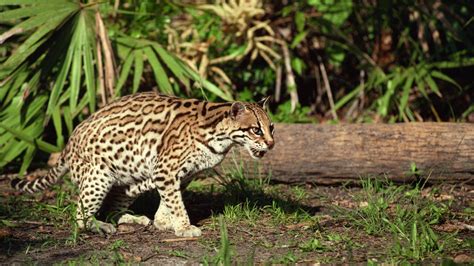 Ocelots Wallpapers Wallpaper Cave