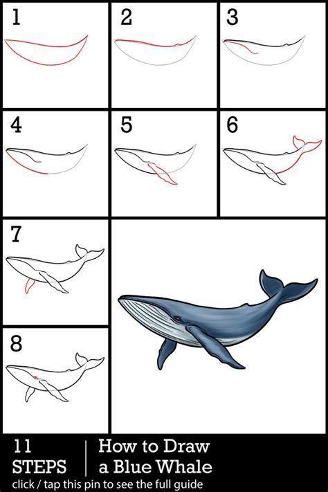 How To Draw A Humpback Whale Step By Step