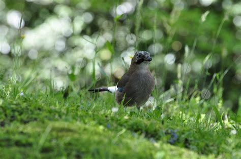 Jay Bird Animal Free Photo On Pixabay Pixabay