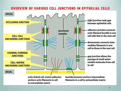 Ppt Cell Signaling And Motility Biol 3373 Powerpoint Presentation