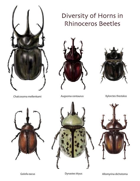 Beetle Facts Types Lifespan Classification Habitat Pictures Artofit