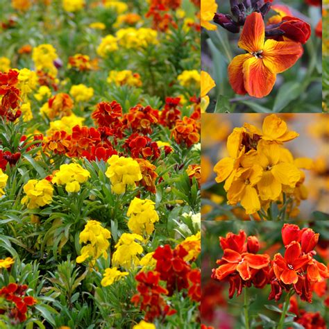 Buy Wallflower English Mix J Parkers