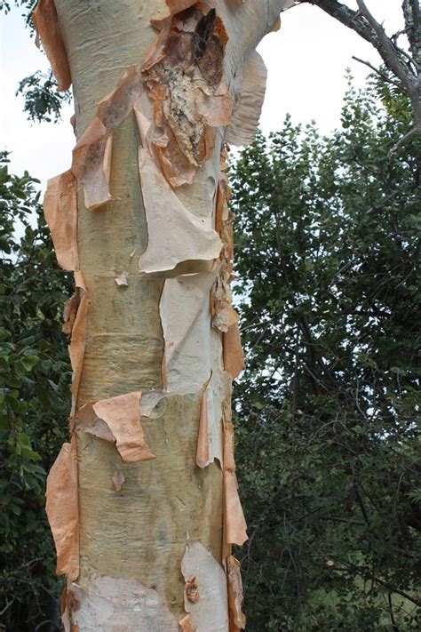 Outer Bark Its Structure And Function Woodland Ways Blog Bushcraft And Survival