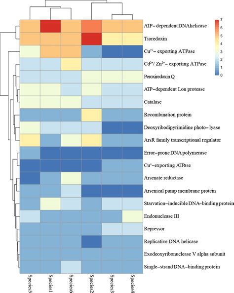 Deinococcus Radiodurans Dna Repair