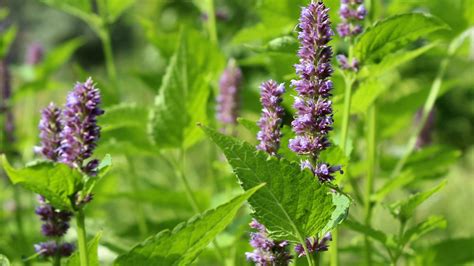 How To Plant Grow And Care For Patchouli