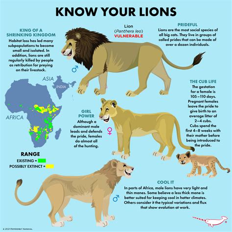 Asiatic Lion And African Lion Differences