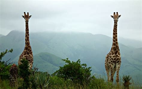 «giraffidae Hd Wallpapers