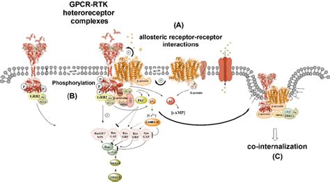 Gpcr Rtk Heteroreceptor Complexes Exemplified By The A2a Trkb Download Scientific Diagram