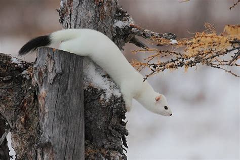 Ermine In Winter An Ermine In Its White Winter Coat Rpics