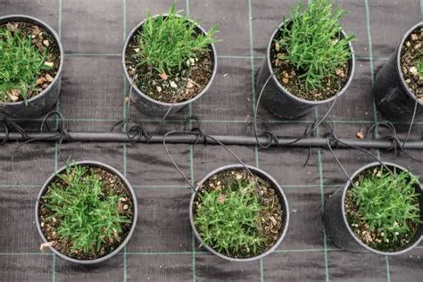 Wick Systems Made Easy 8 Steps To Successful Hydroponic Gardening