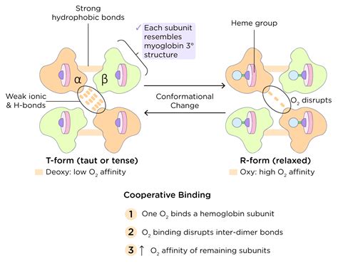 Biochemistry Oxygen Binding Proteins Jack Westin