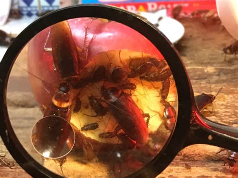 Diy Cockroach Control Does It Really Work • Arrest A Pest