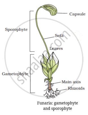 Draw Labelled Diagrams Of Female And Male Thallus Of A Liverwort