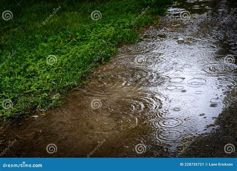 Grassy Lawn And Puddle With Rain Drops Water Mud Stock Image Image Of