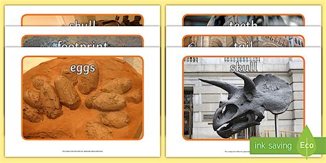 Precursive Dinosaur Fossil Display Photos Teacher Made