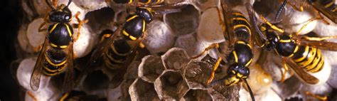 Why Do Wasps Kill Bees Prokill Pest Control