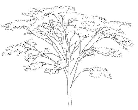 Tree In Elevation Cad Block Cadblocksfree Thousands Of Free Autocad