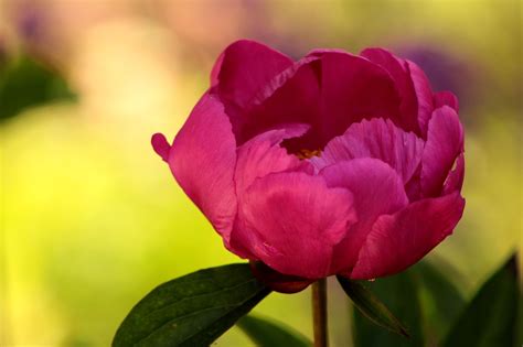 Pion Peonies Pink Strong Free Photo On Pixabay