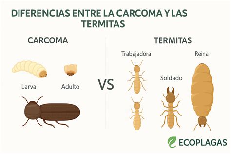 ¿termita Carcoma O Polilla De La Madera Aprende A Diferenciarlas Y