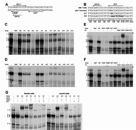 Site 7 Transcription Factor Binding Download Scientific Diagram