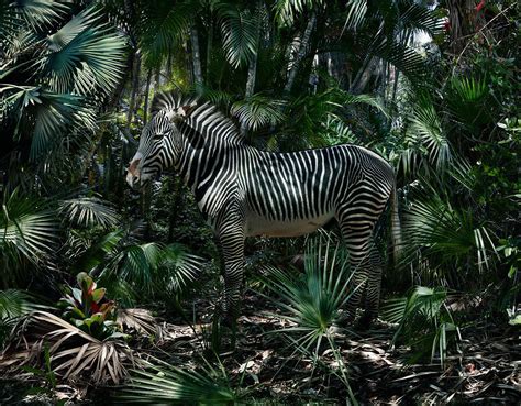 Simen Johan Until The Kingdom Comes — Dop