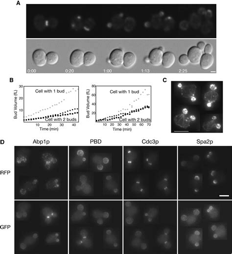 Singularity In Polarization Rewiring Yeast Cells To Make Two Buds Cell